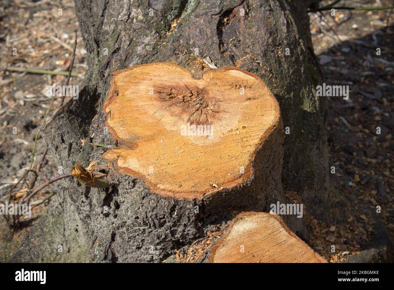 Stumps of trees that are cut off , leaving only a trace of growth Stock ...