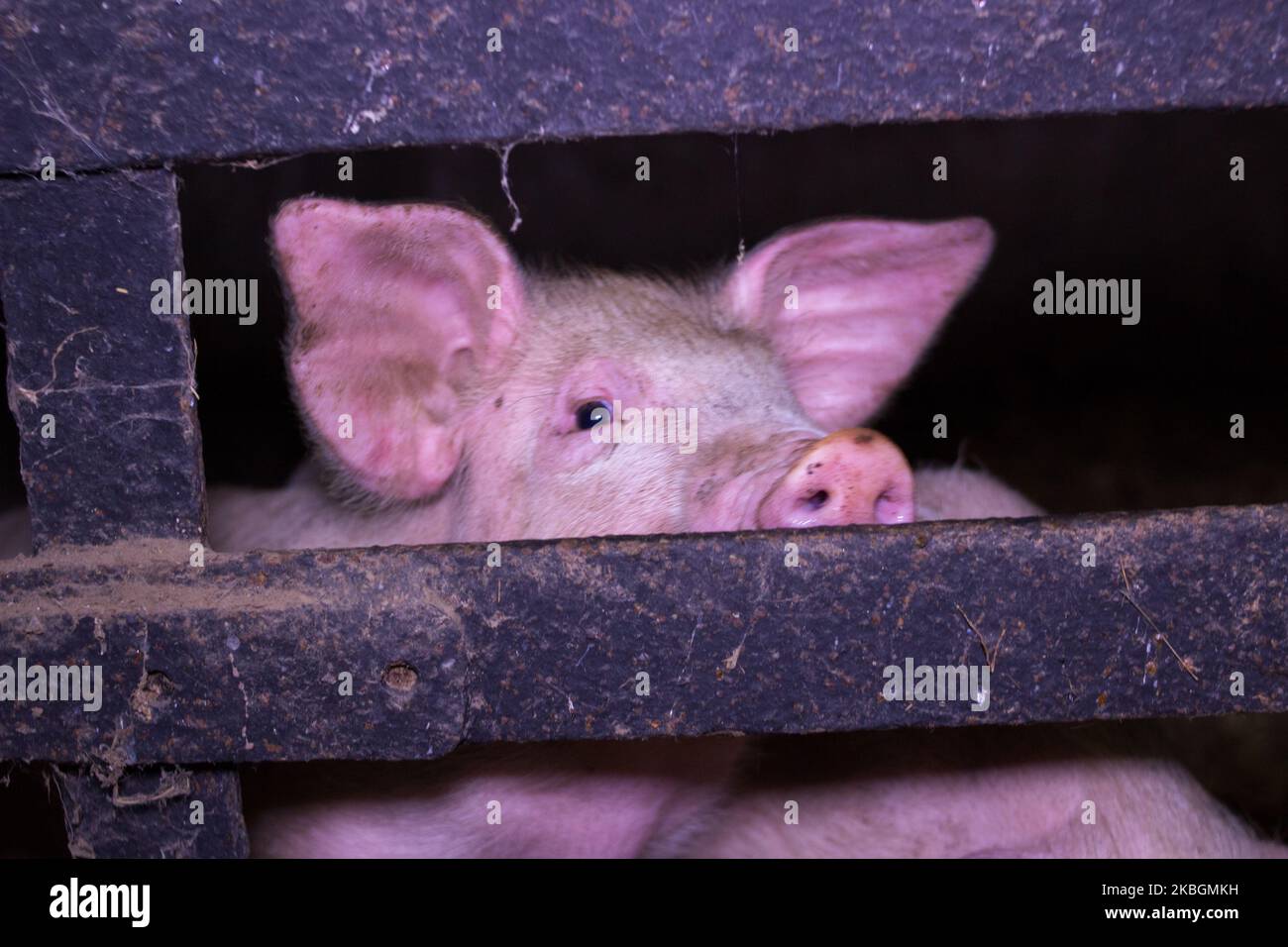Pigs look out from behind bars in shed at pig-breeding farm Stock Photo ...
