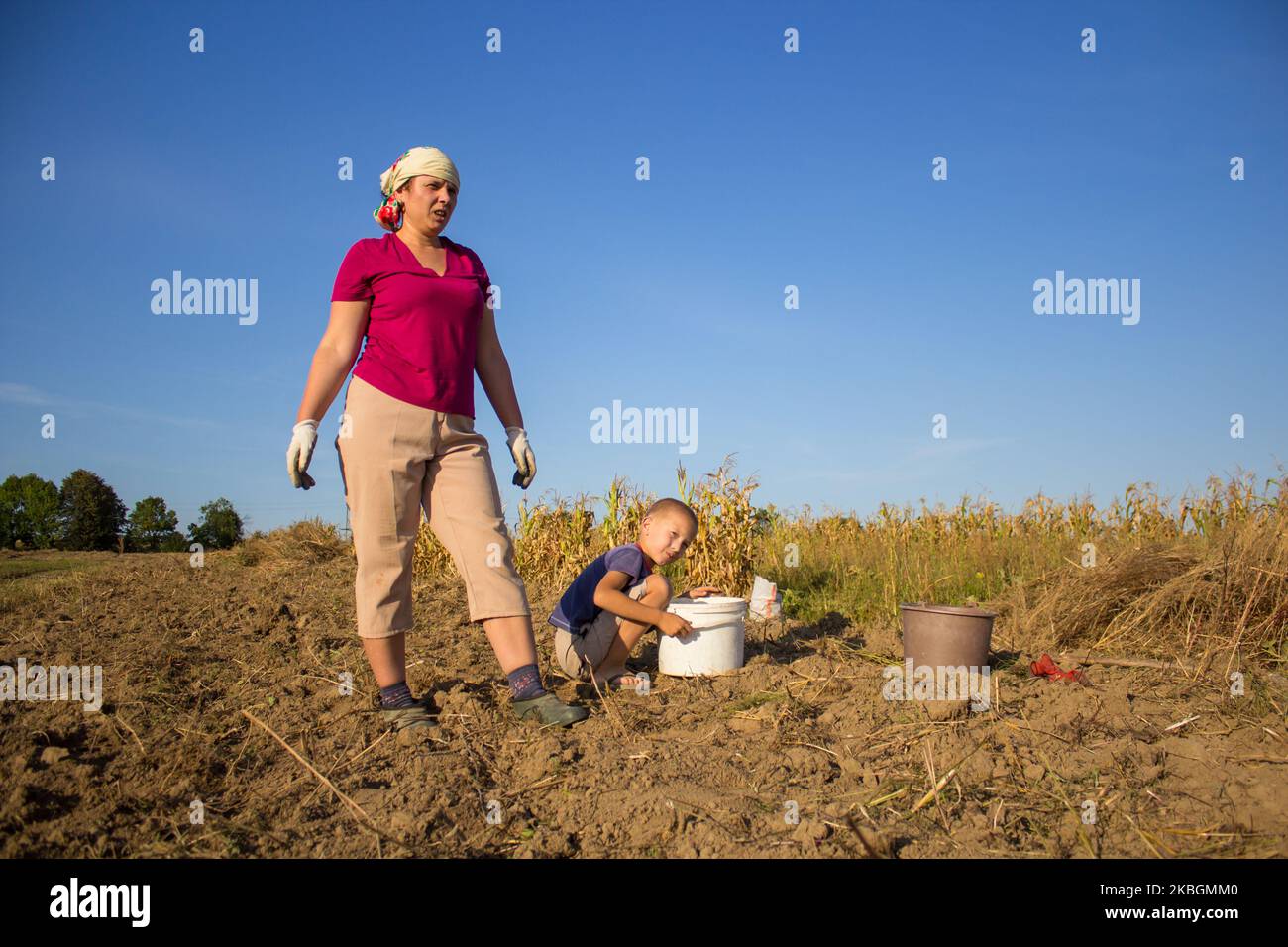 son helps mom on the field to harvest potatoes Stock Photo - Alamy