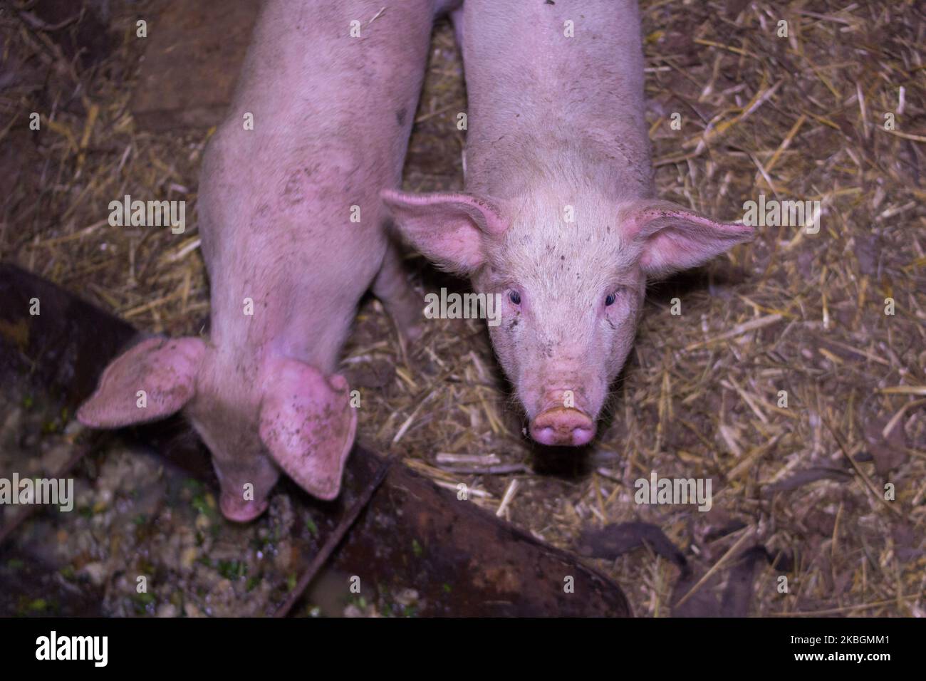 From above dirty pigs hi-res stock photography and images - Alamy