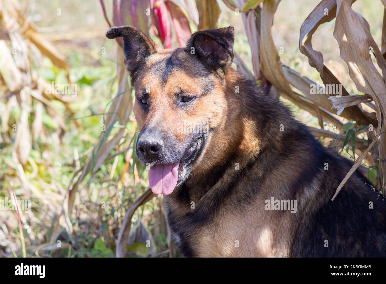 Corn dog grass hi-res stock photography and images - Alamy