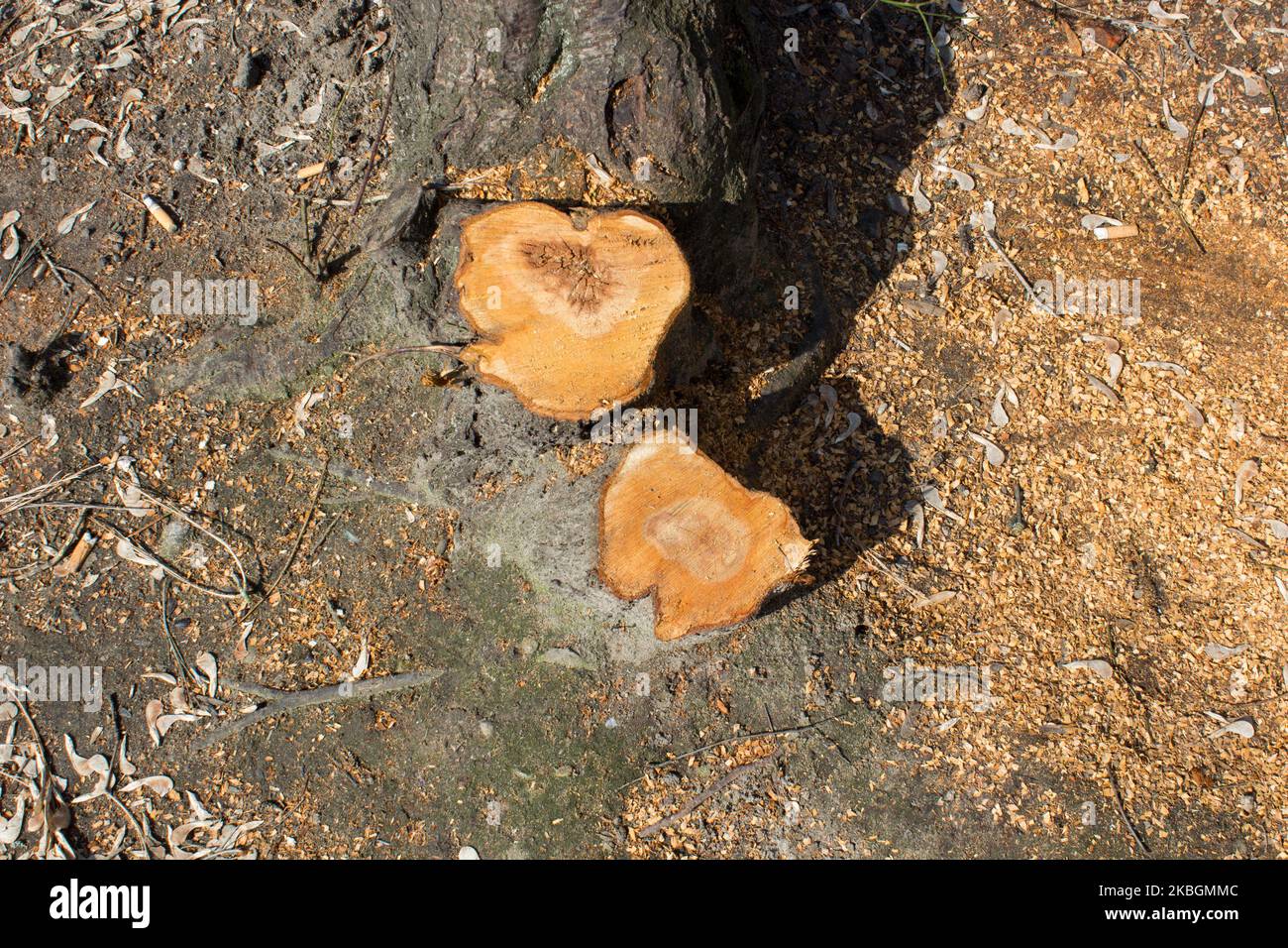 cut off tree stump in spring park Stock Photo - Alamy