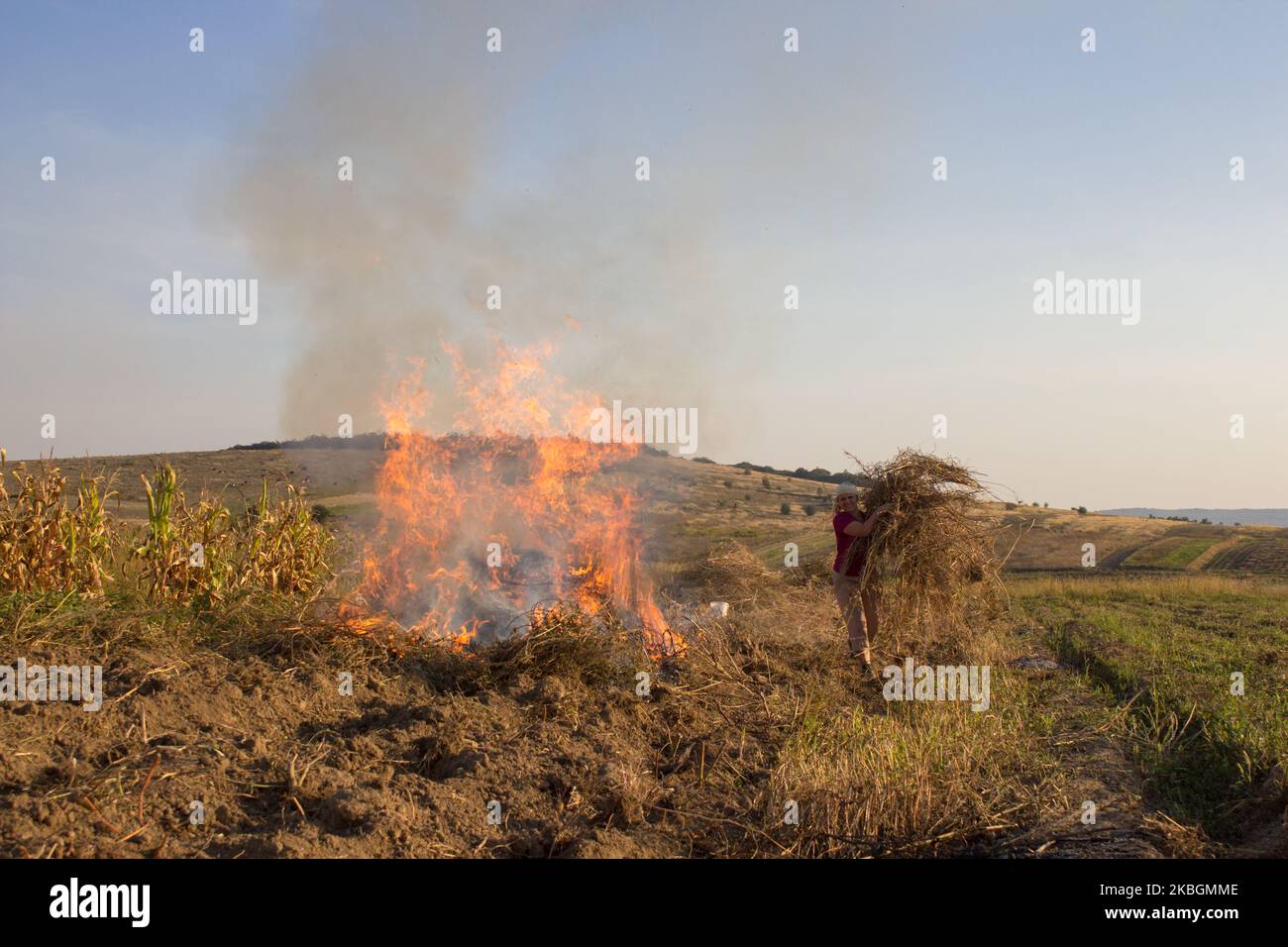 A woman is carrying a dry hay in the field Stock Photo - Alamy