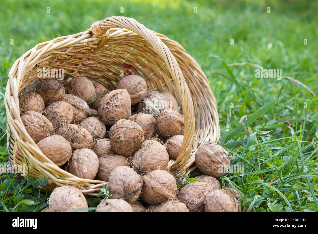 Walnuts in a basket in the garden hi-res stock photography and images ...
