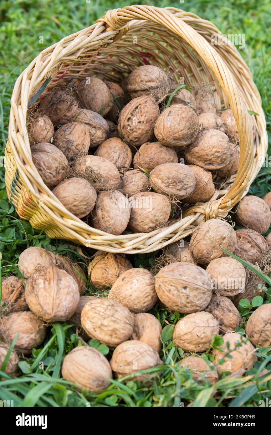 Close up walnuts in shells hi-res stock photography and images - Alamy
