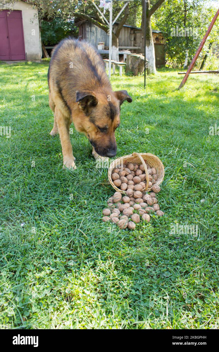 Dog sniffing food grass hi-res stock photography and images - Alamy