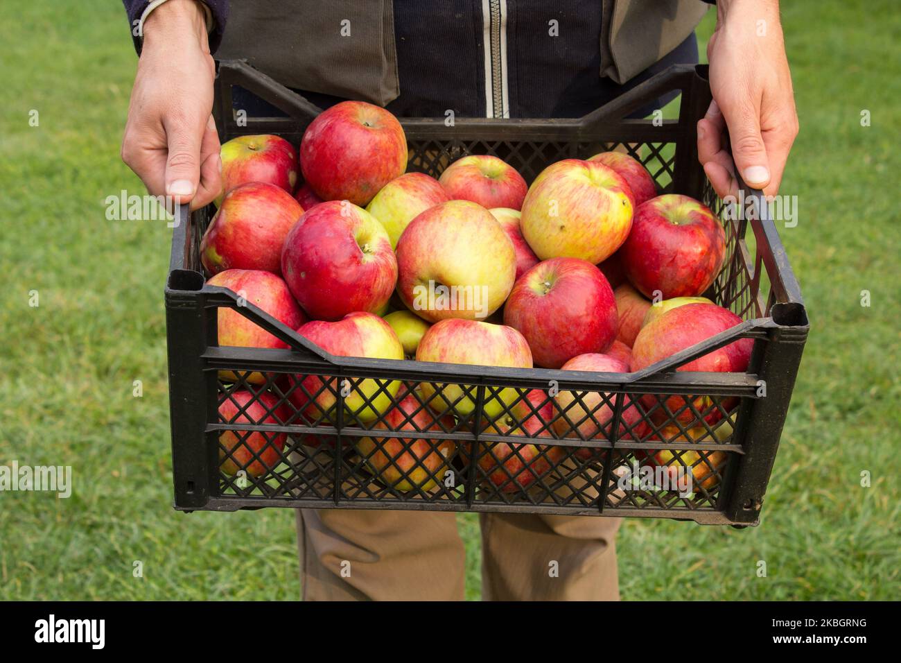 Man hand put red apple in box in garden Stock Photo - Alamy