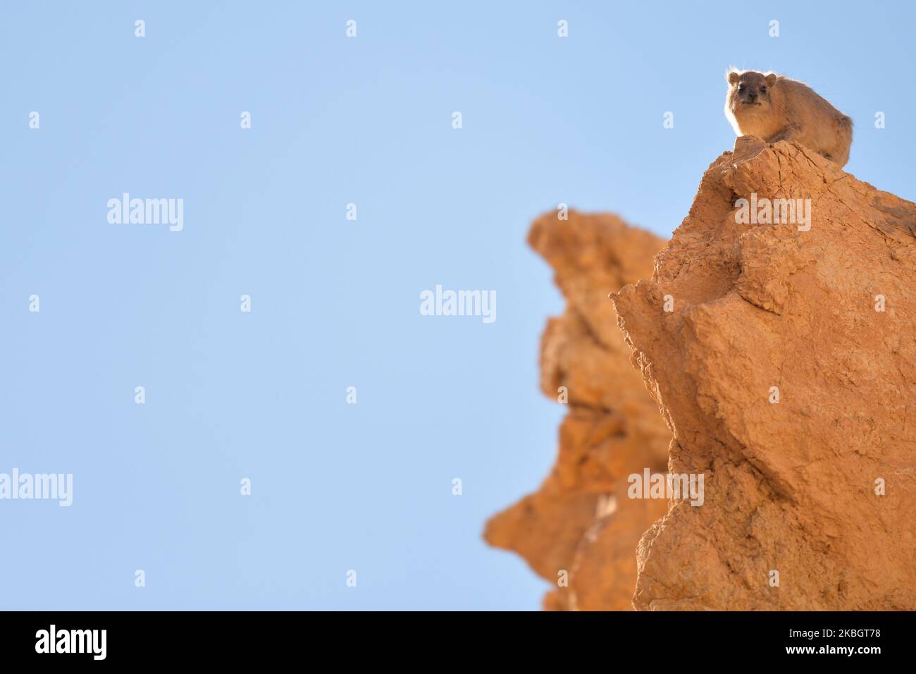 Rock rabbit (also called the rock hyrax, Cape hyrax, and coney), a ...