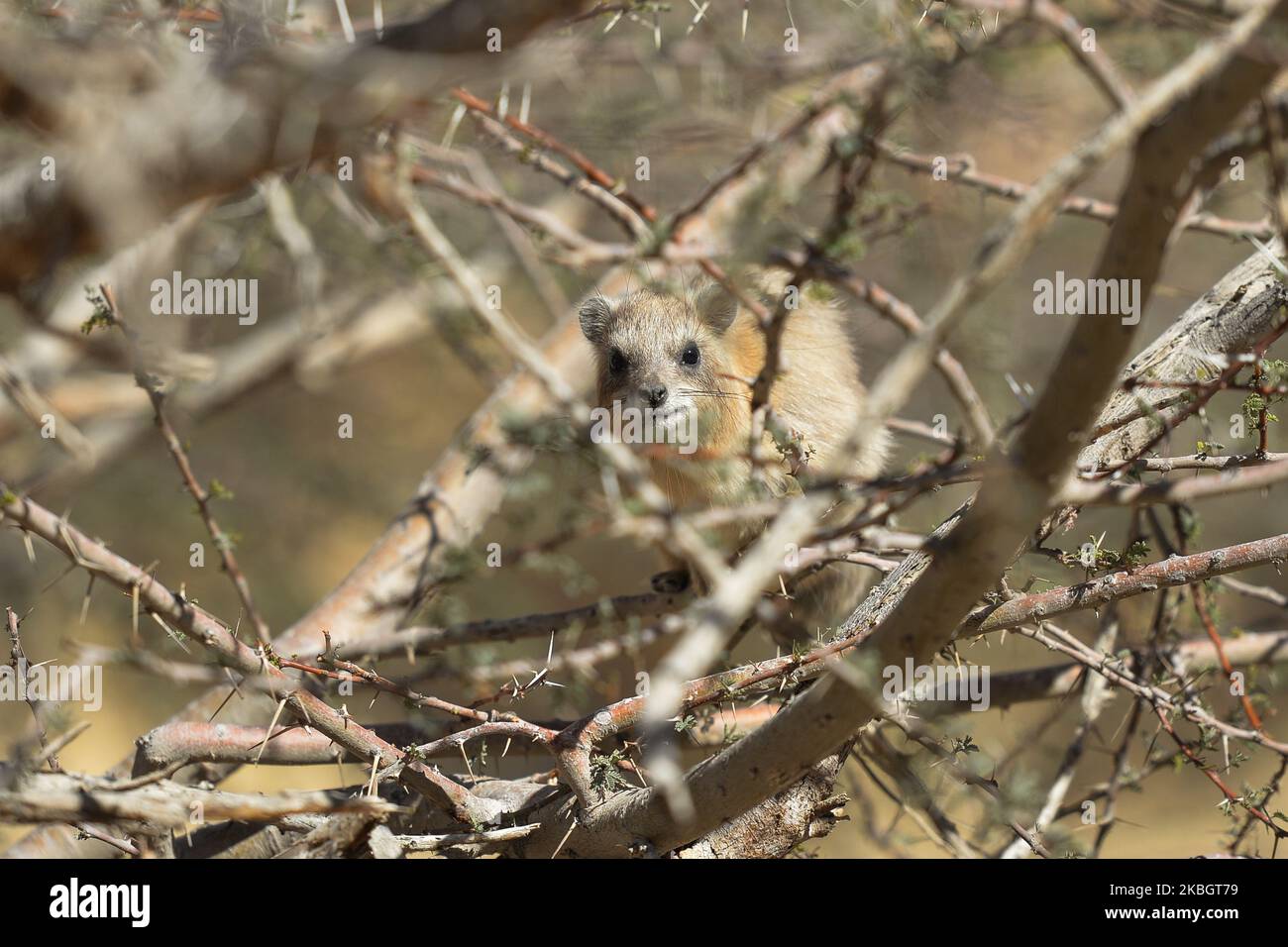 Rock rabbit (also called the rock hyrax, Cape hyrax, and coney), a ...