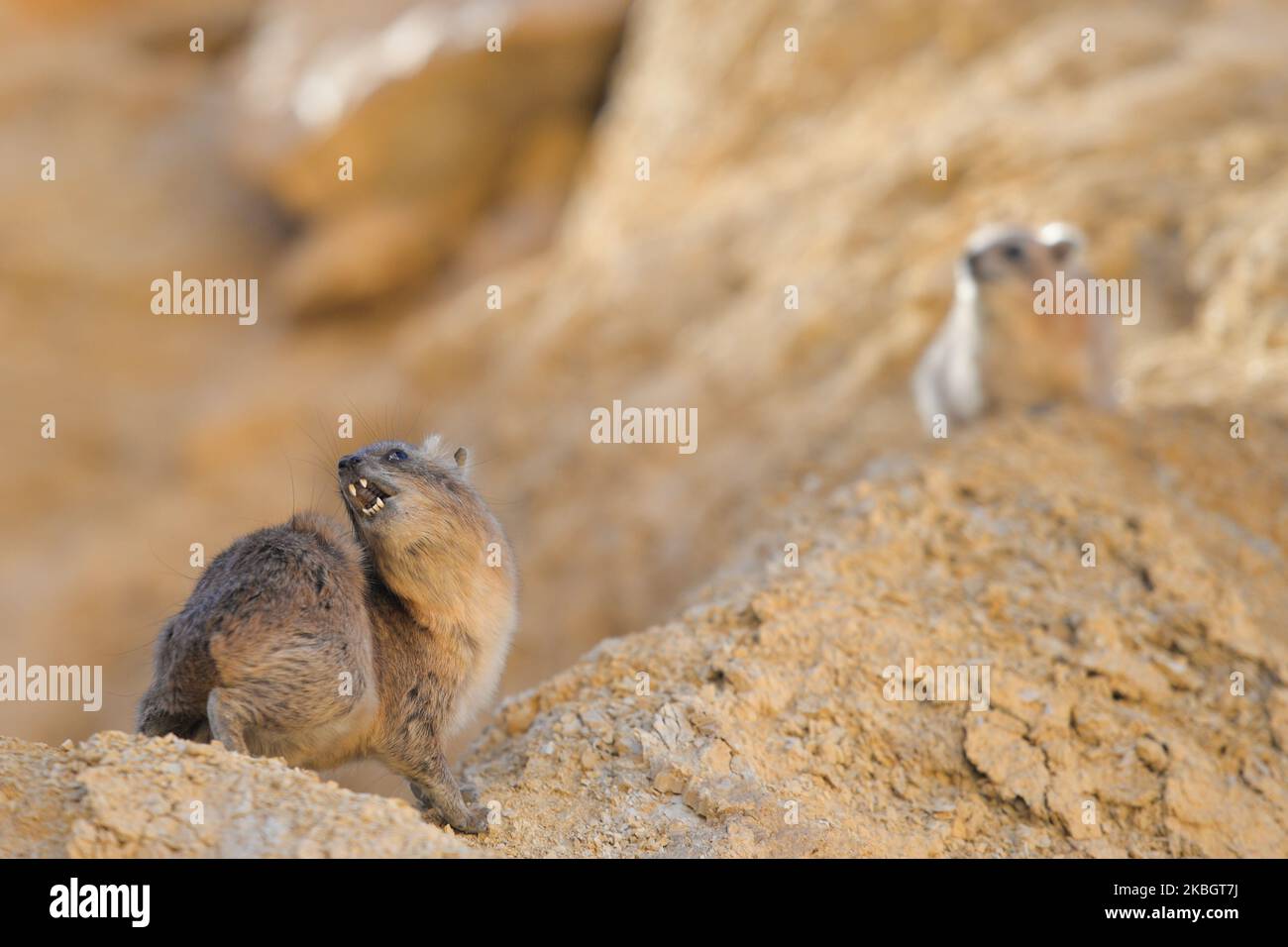 Rock rabbit (also called the rock hyrax, Cape hyrax, and coney), a ...