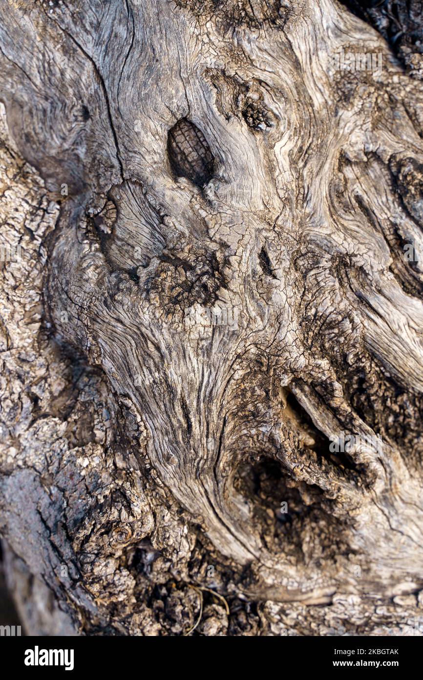 Old bark of an olive tree trunk. Beautiful abstract graceful surface ...