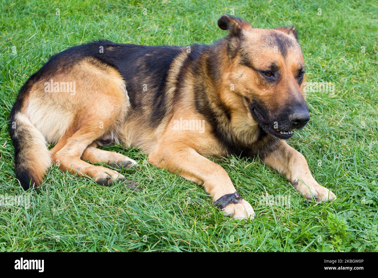Adult hunting on grass hi-res stock photography and images - Alamy