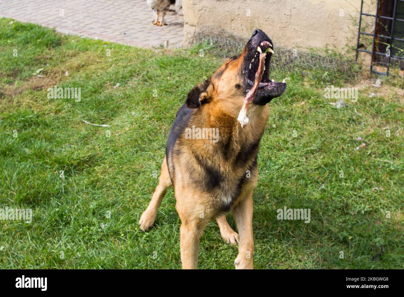 The dog caught a bone on the move with his teeth Stock Photo - Alamy