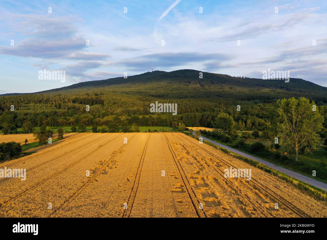 Latanie hi-res stock photography and images - Alamy