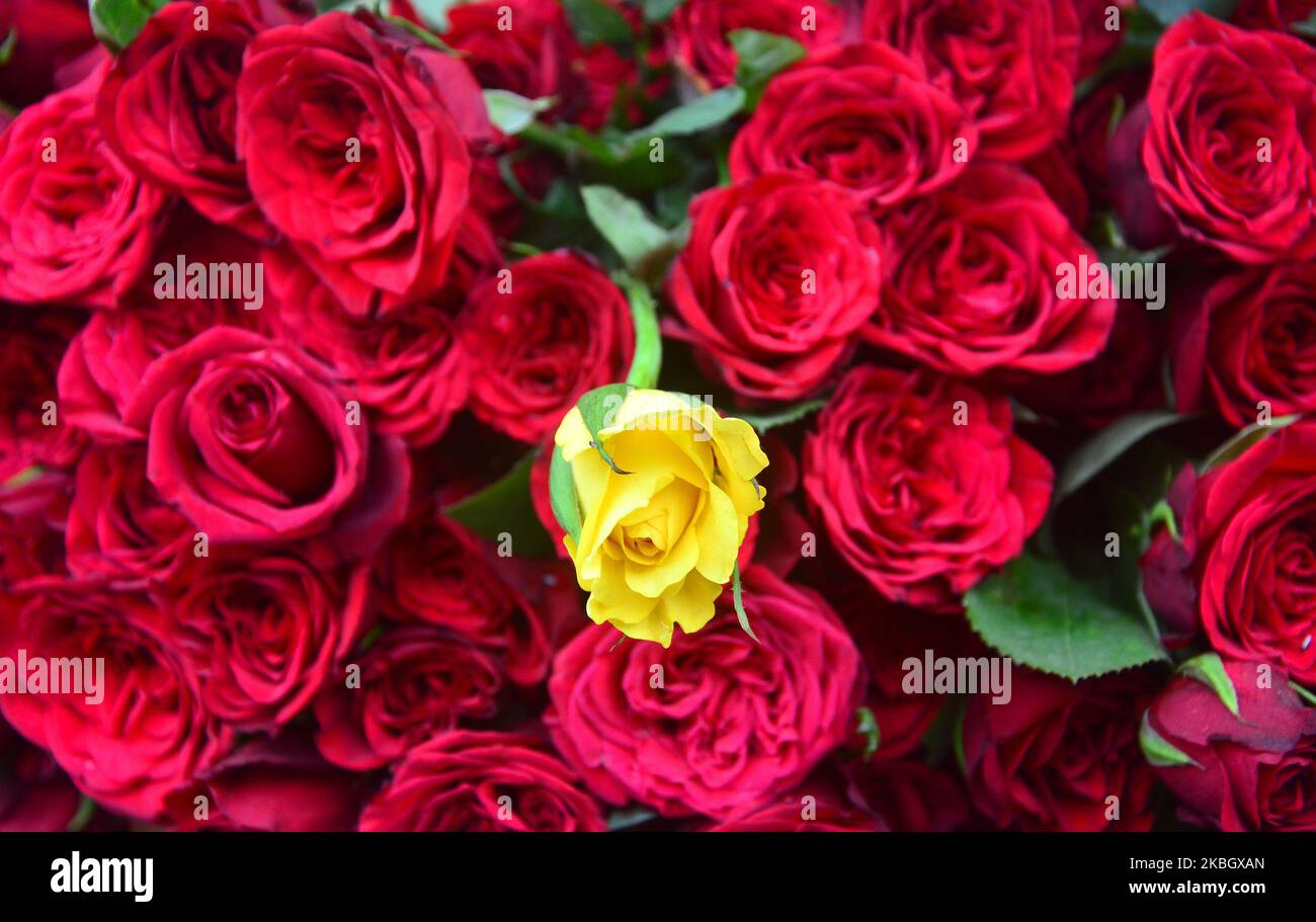 Varieties of Roses are put on sell in a street ahead of Valentineâ€™s ...