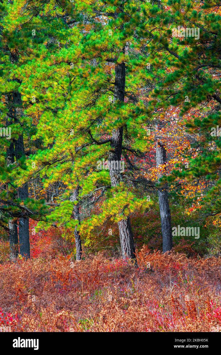 The mesic till barrens at The Nature Conservancy’s Long Pond Preserve ...
