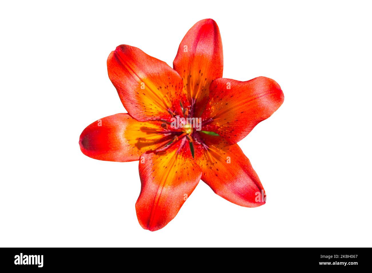 Isolated lilies Cut Out Stock Images & Pictures - Alamy