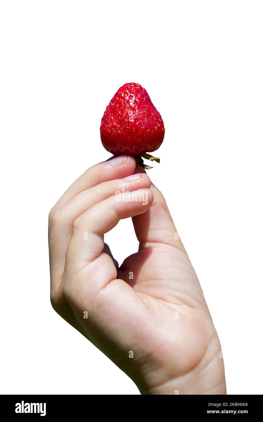 Strawberry in hand isolated on white background Stock Photo - Alamy