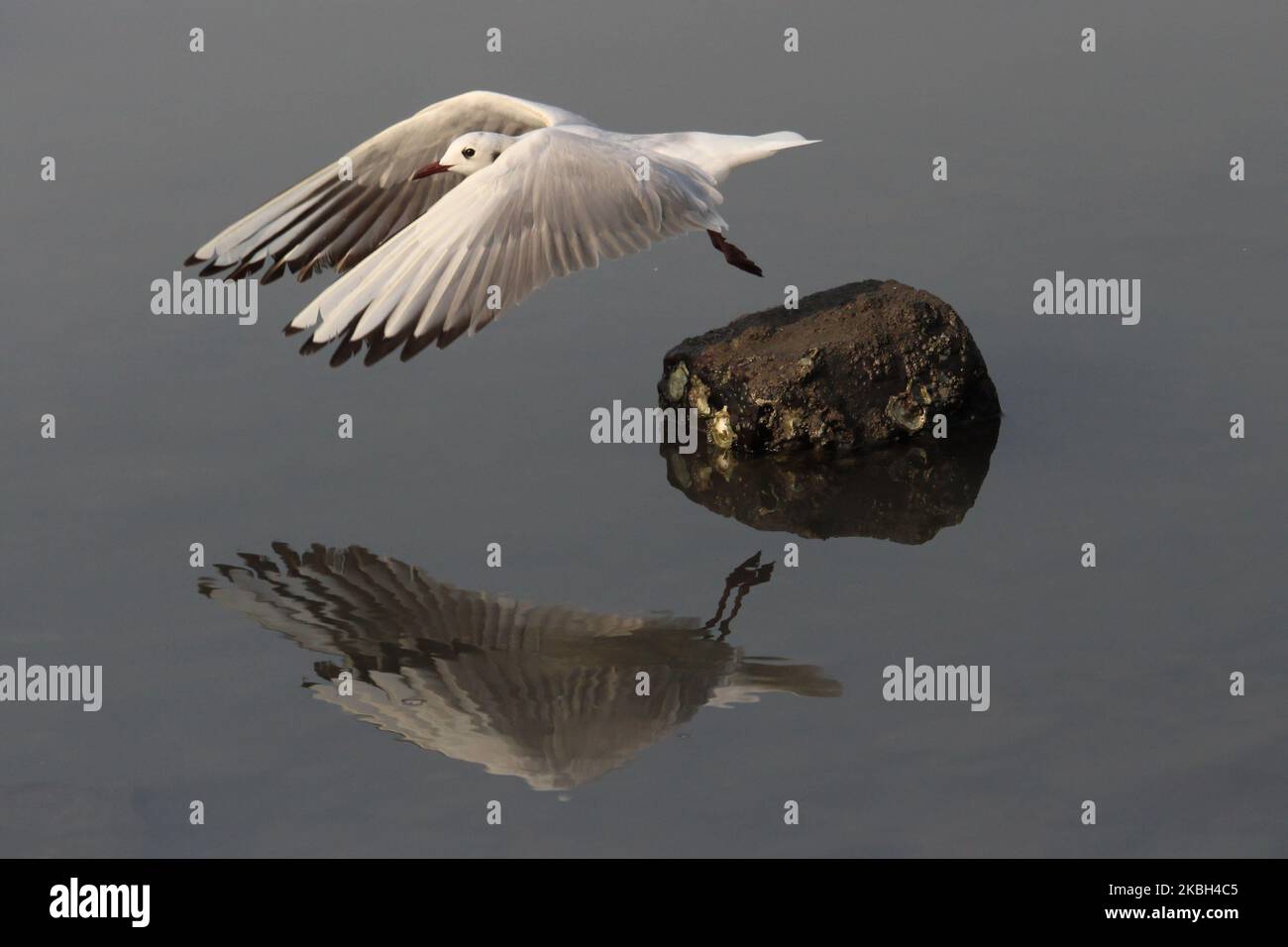 A Seagull flies above the shore of the Arabian Sea in Mumbai, India on ...