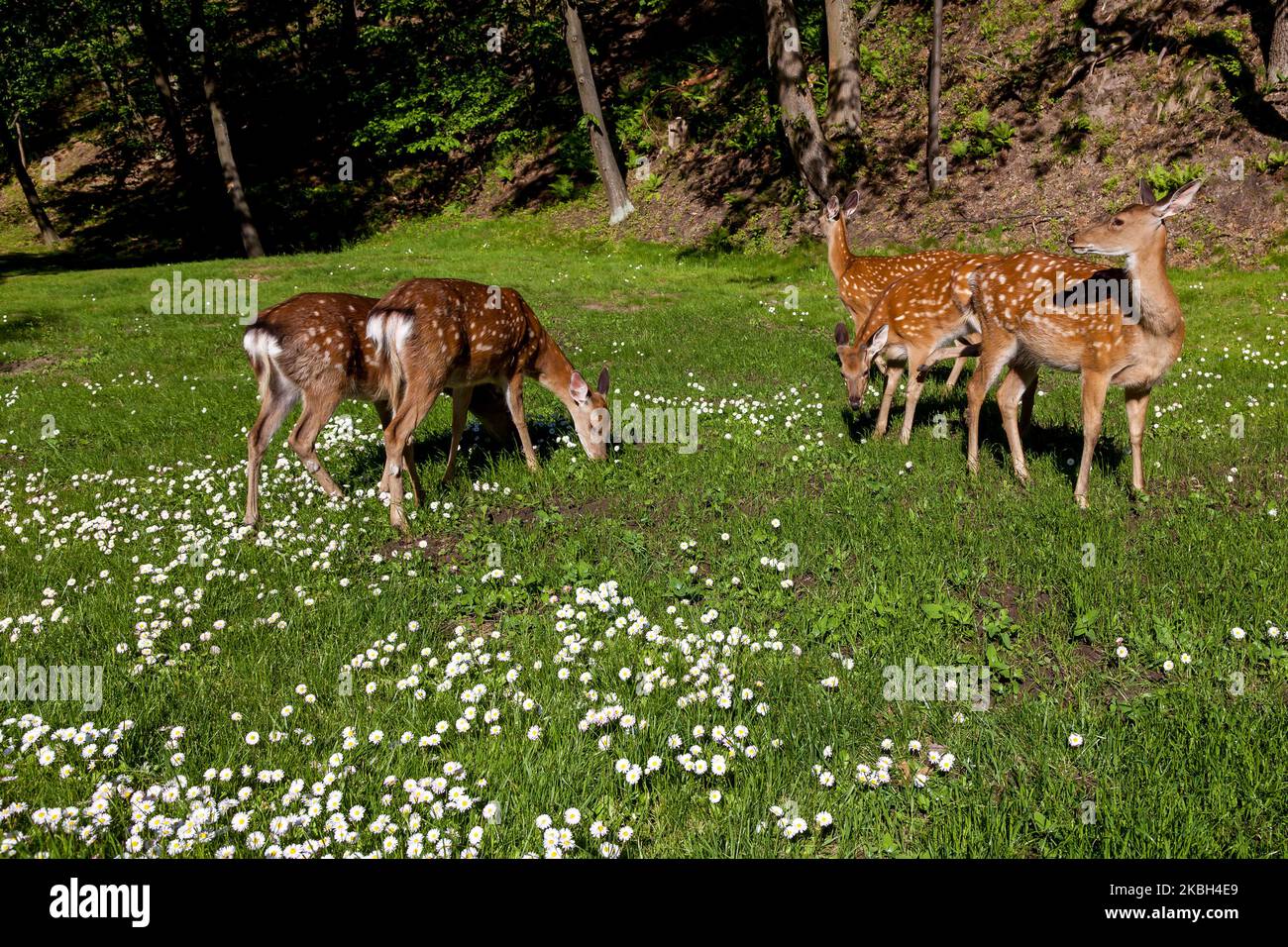 A herd of young spotted deer eat grass in a green meadow. Photo of ...