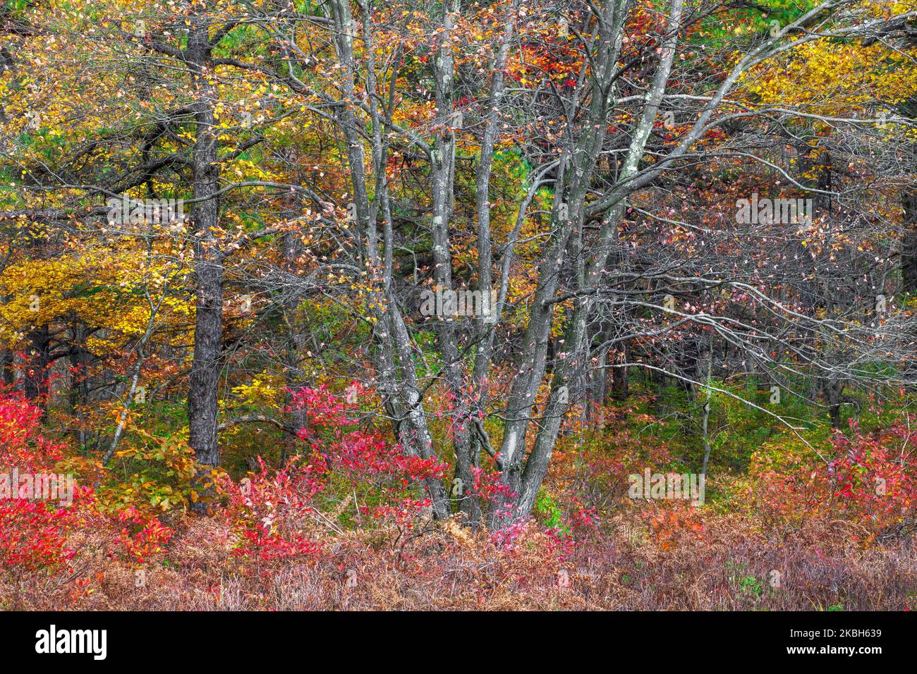 Quercus iliocifolia hi-res stock photography and images - Alamy