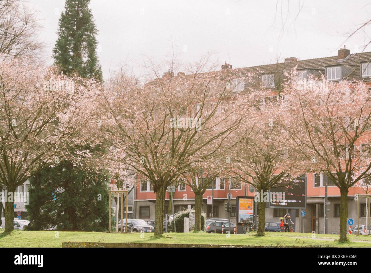 Cherry trees blossom in Hiroshima Nagasaki Park in Cologne, Germany, on ...