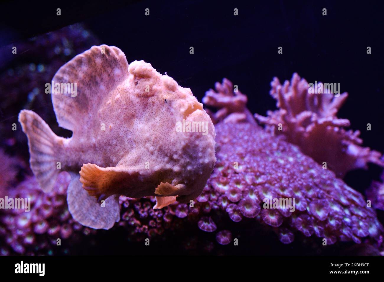 Sommersprossen anglerfisch hi-res stock photography and images - Alamy