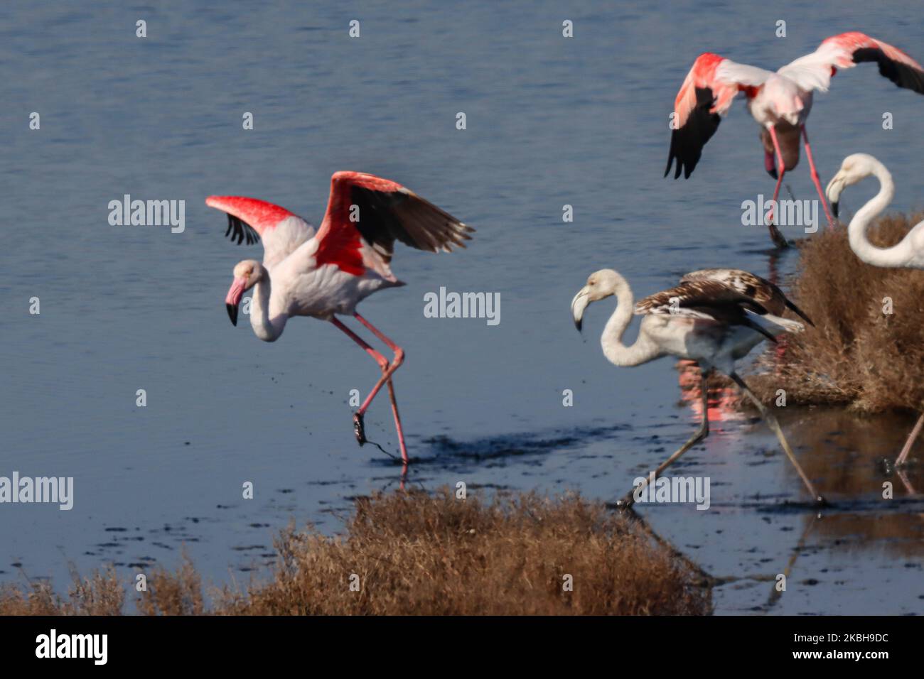 Axios delta national park hi-res stock photography and images - Alamy