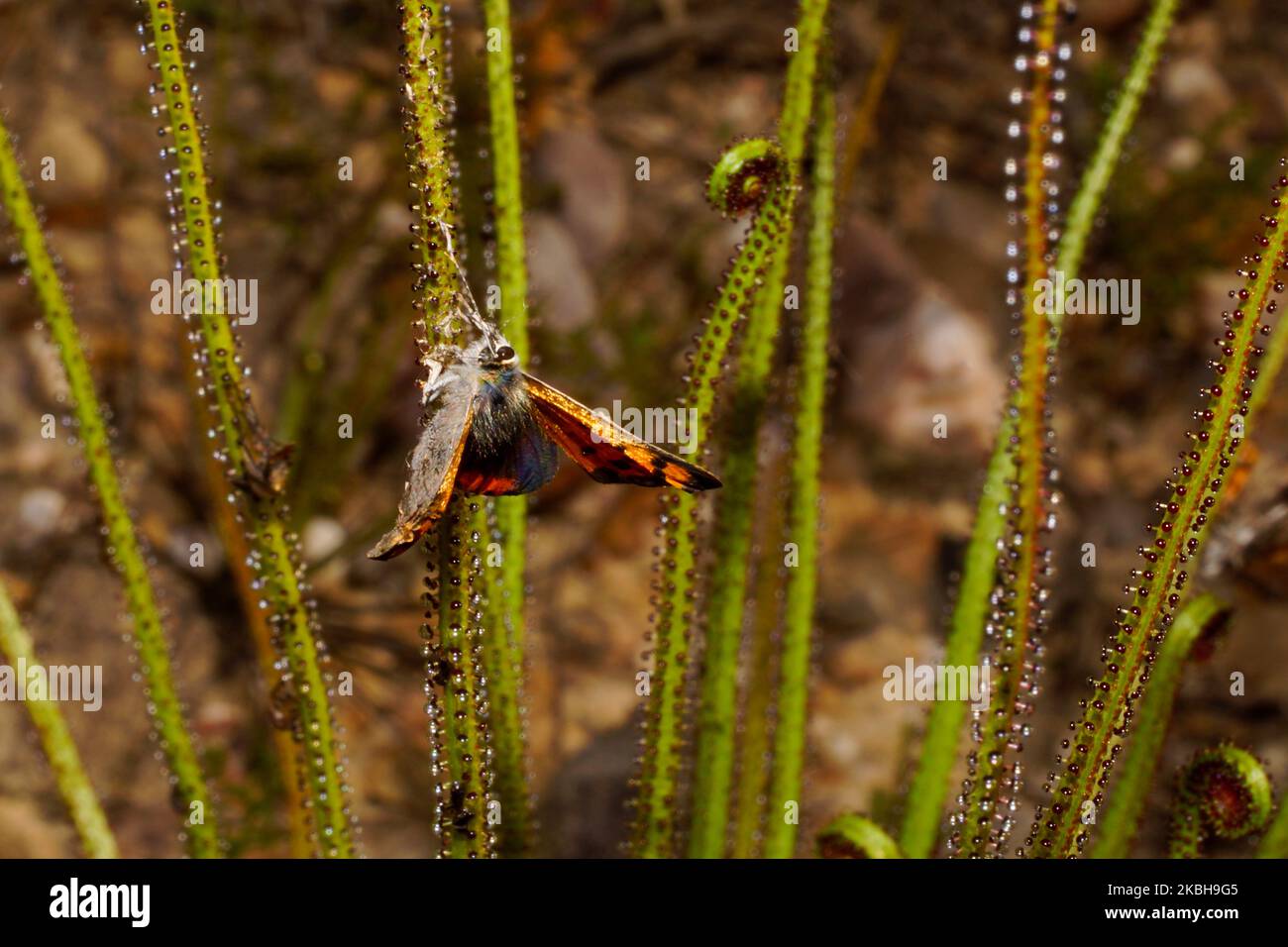 Carnivorous dewy pine (Drosophyllum lusitanicum) with captured ...