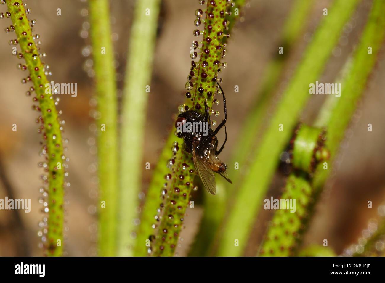 Leaves of the carnivorous dewy pine (Drosophyllum lusitanicum) with ...
