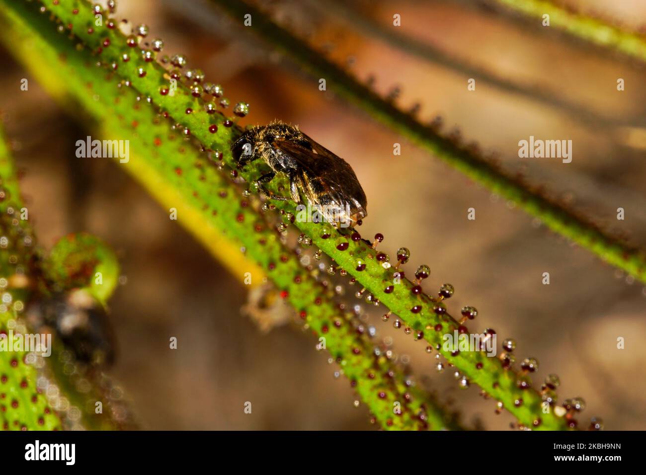 Leaves of the carnivorous dewy pine (Drosophyllum lusitanicum) with ...