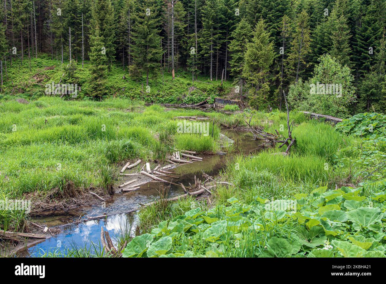 Poland forest spring wild flower hi-res stock photography and images ...