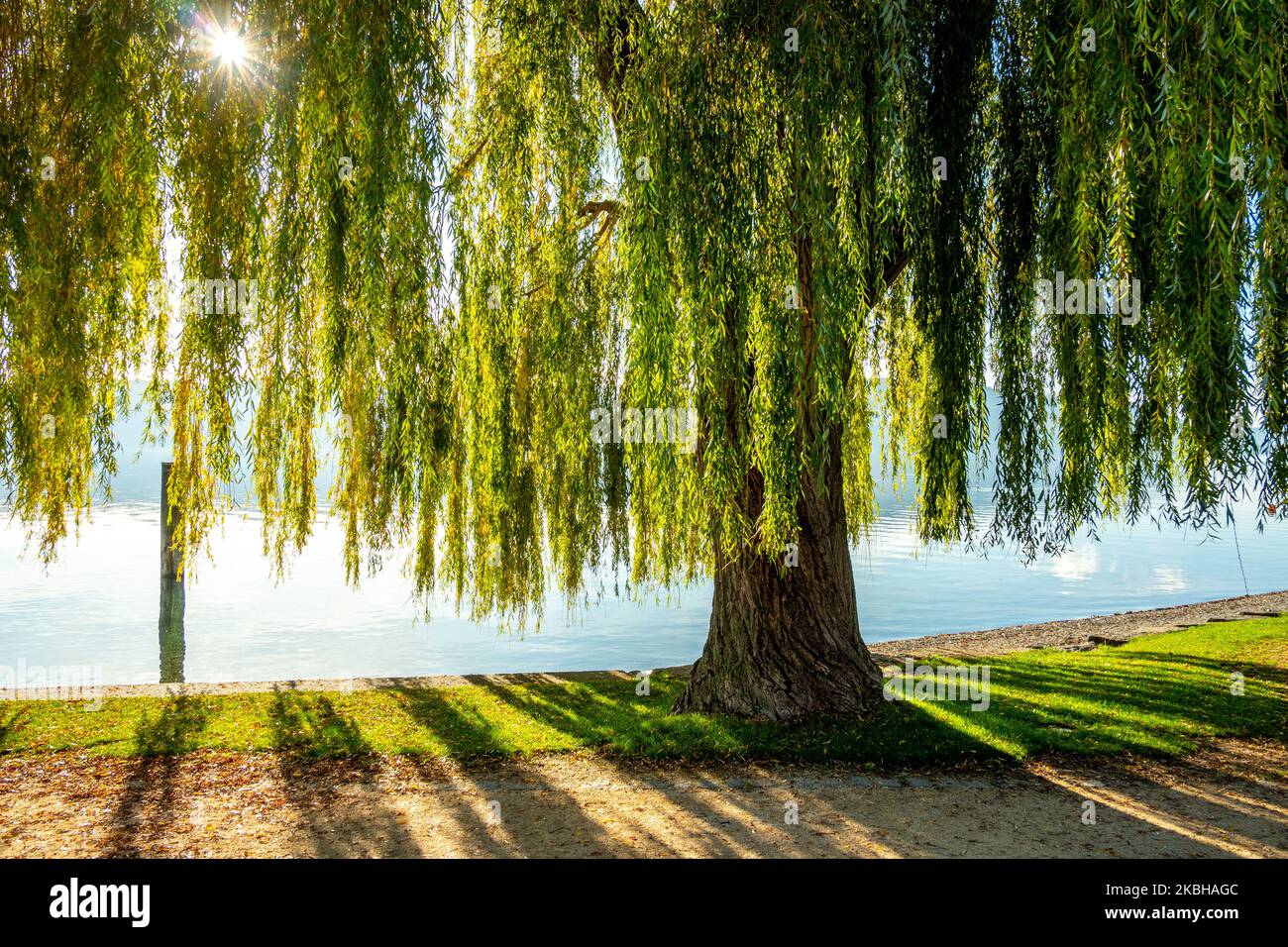 Large weeping willow tree hi-res stock photography and images - Alamy