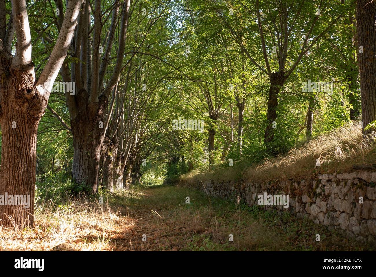mountain path among the trees Stock Photo - Alamy
