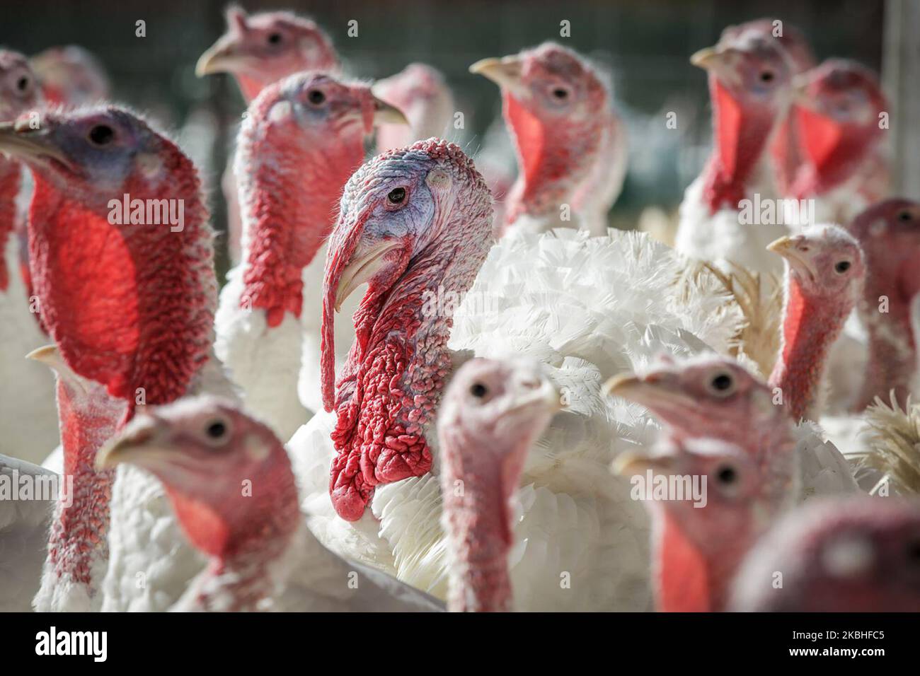 The Ekonk Turkey Hill Farm grows about 4,000 pasture-raised turkeys a ...