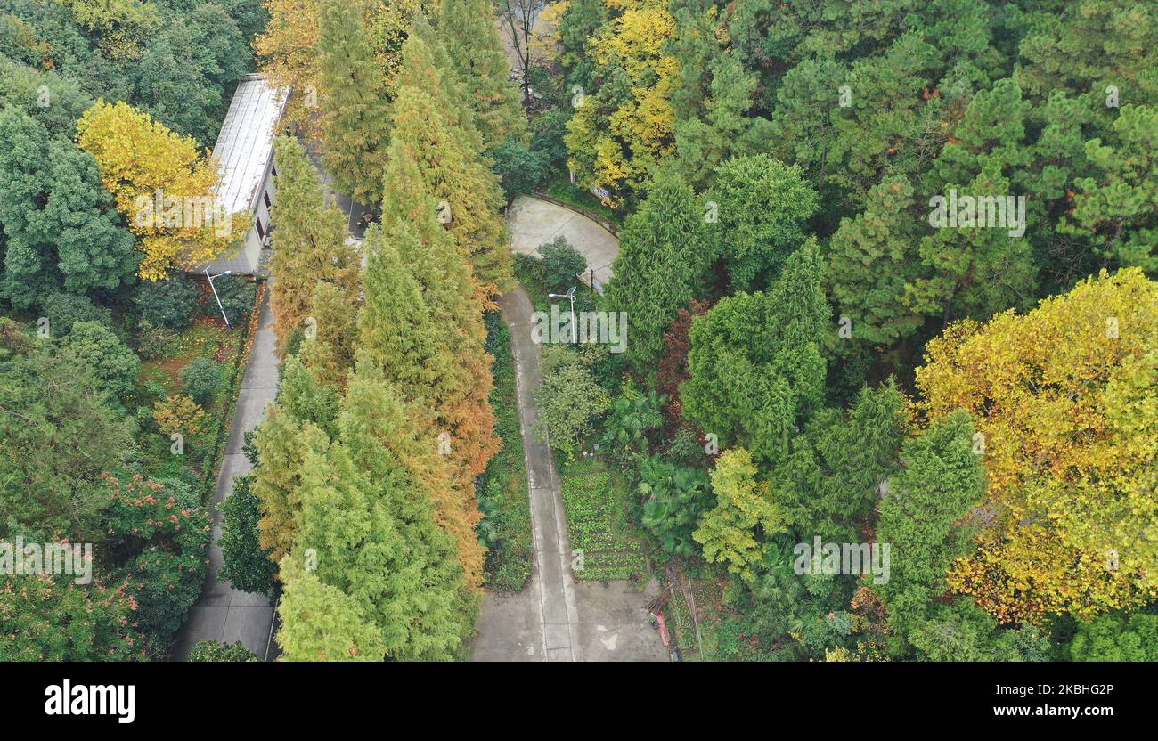 Aerial photos show autumn views in Niutou Mountain Forest Park, Shiyan ...
