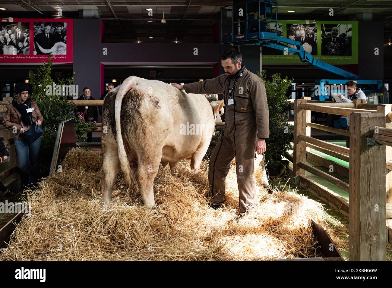 Shows muse cow hi-res stock photography and images - Alamy