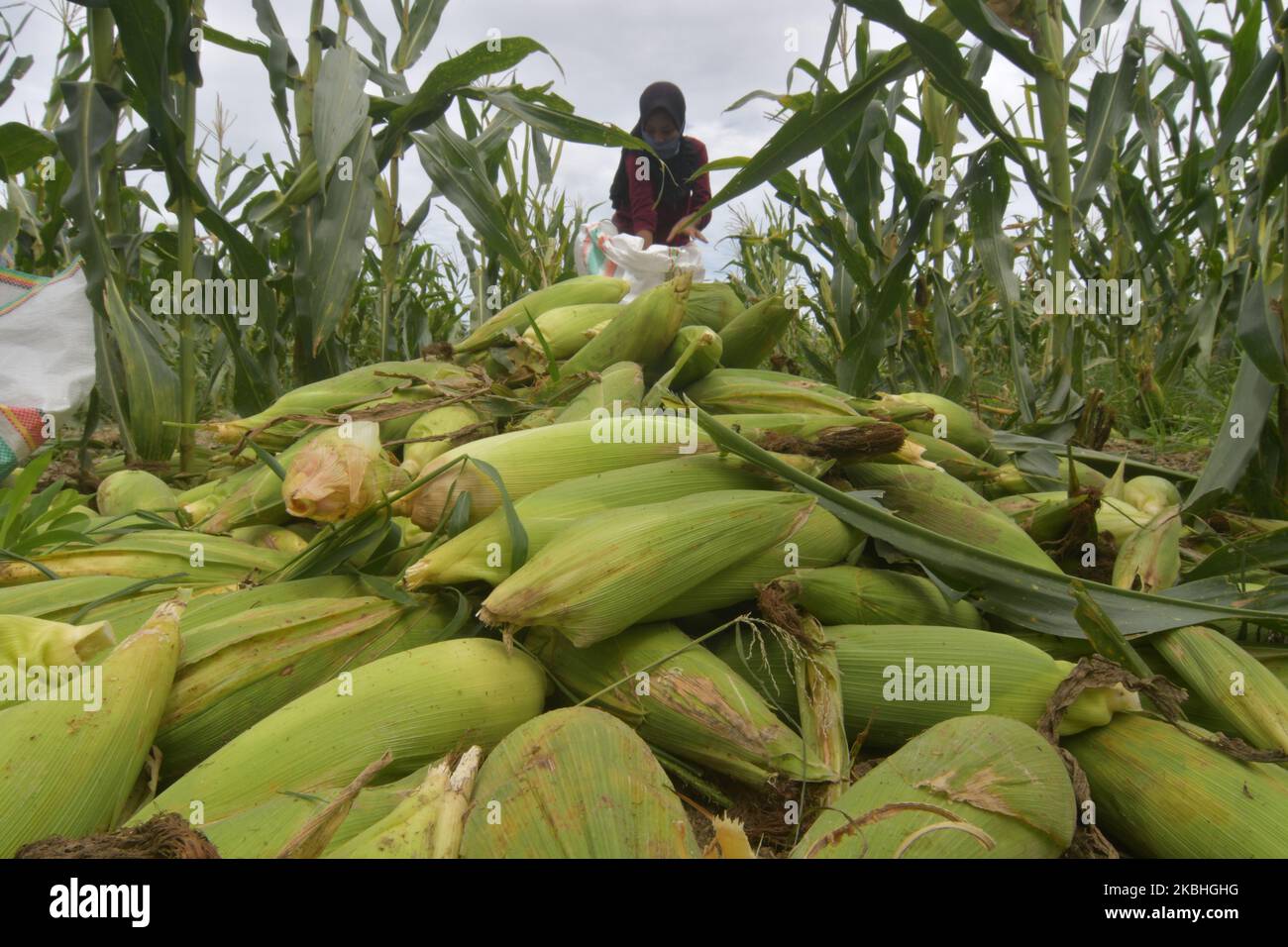 Farmers harvest corn on their plantations in Sigi Regency, Central ...