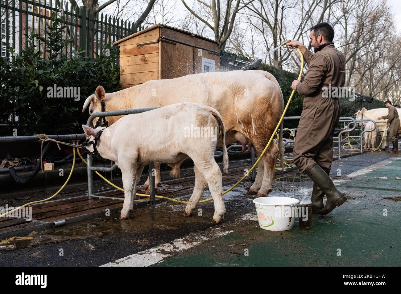 Ideal, the show's muse cow accompanied by her calf is being washed by a ...