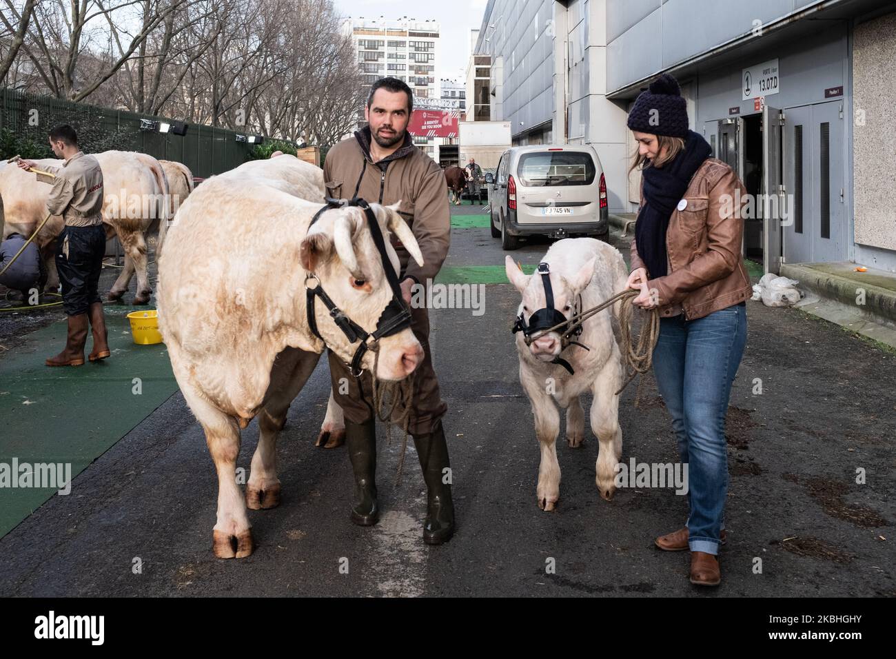 Shows muse cow hi-res stock photography and images - Alamy