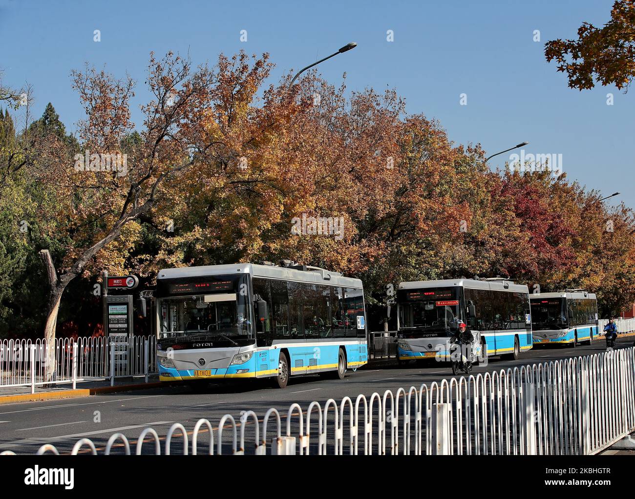 More than ten tall maple trees are as colorful as oil paintings, making ...