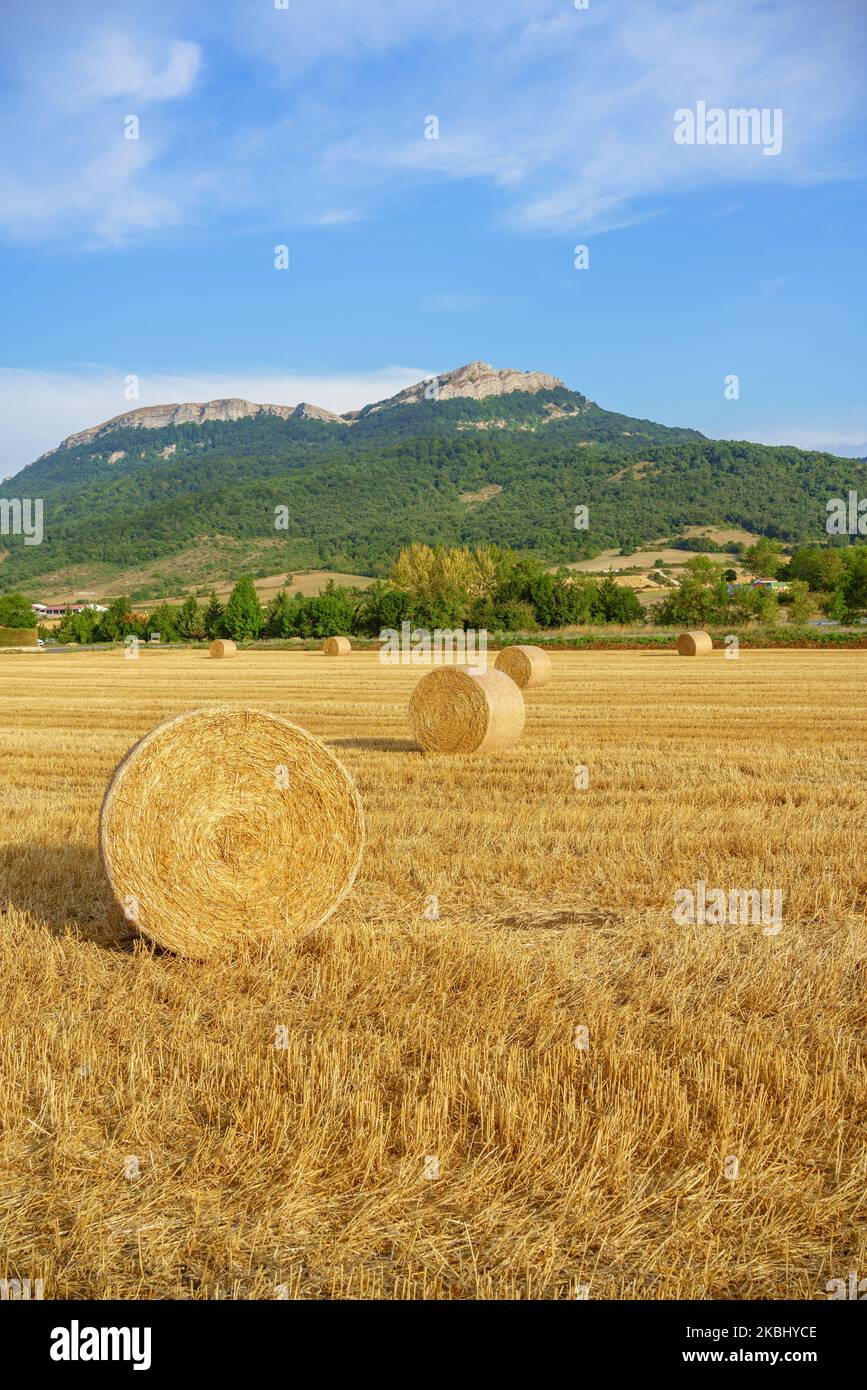 Vertical view of an agriculture field in summer after the harvest in ...