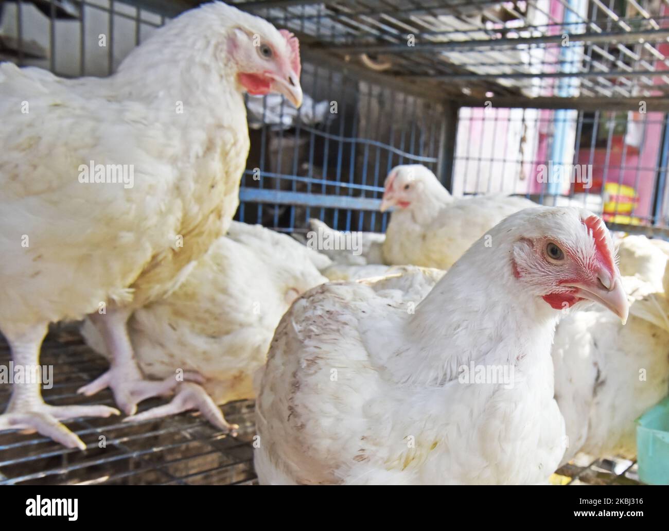 Indian poultry sales hi-res stock photography and images - Alamy