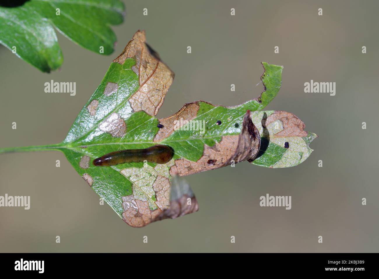 Larvae, slugworms of the sawfly Caliroa varipes feeding on the ...