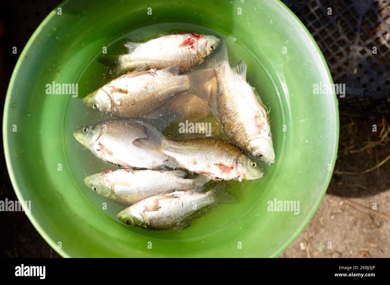 Fisherman's catch. Fish in water after being caught, closeup. Selective ...