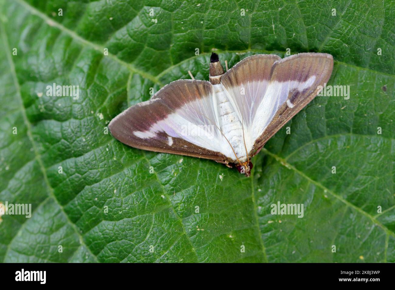 Box tree Moth Cydalima perspectalis Stock Photo - Alamy
