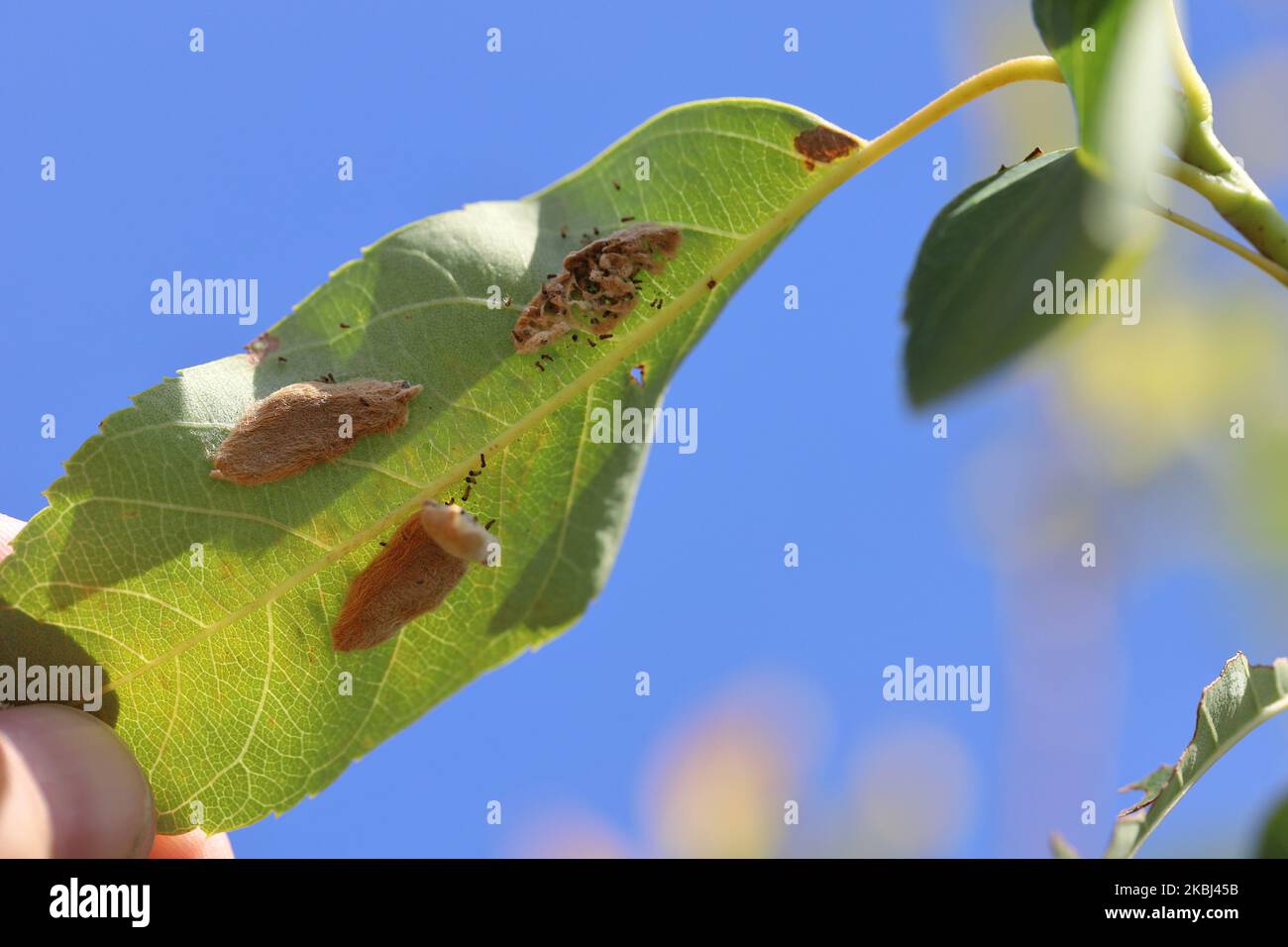 Young caterpillars of Brown Tailed Moth Euproctis chrysorrhoea on leaf ...