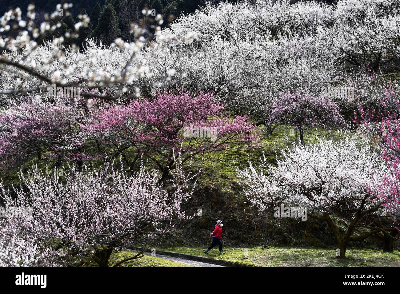 Past blossoms hi-res stock photography and images - Alamy