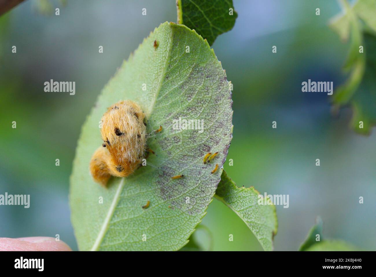 Young caterpillars of Brown Tailed Moth Euproctis chrysorrhoea on leaf ...