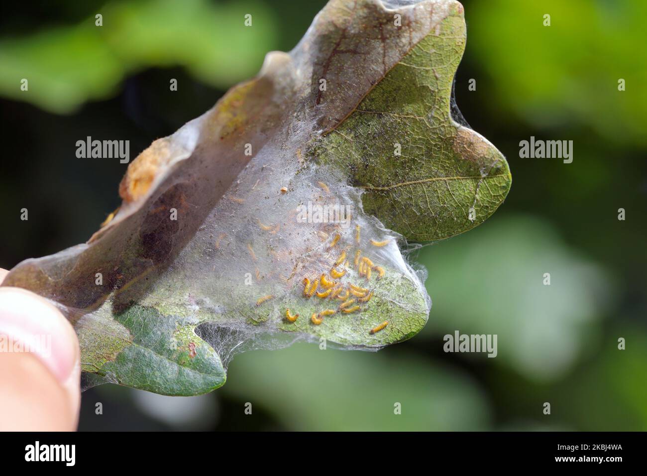 A nest or web of young Brown Tailed Moth caterpillars Euproctis ...